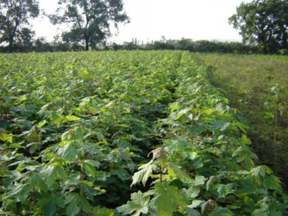 Pepiniera silvică Mihai Viteazu – puieți forestieri în Turda