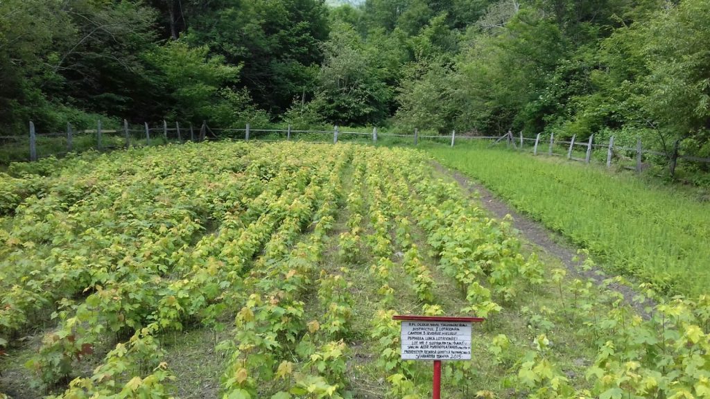 Pepiniera silvică Talmaciu – puieți forestieri în Talmaciu