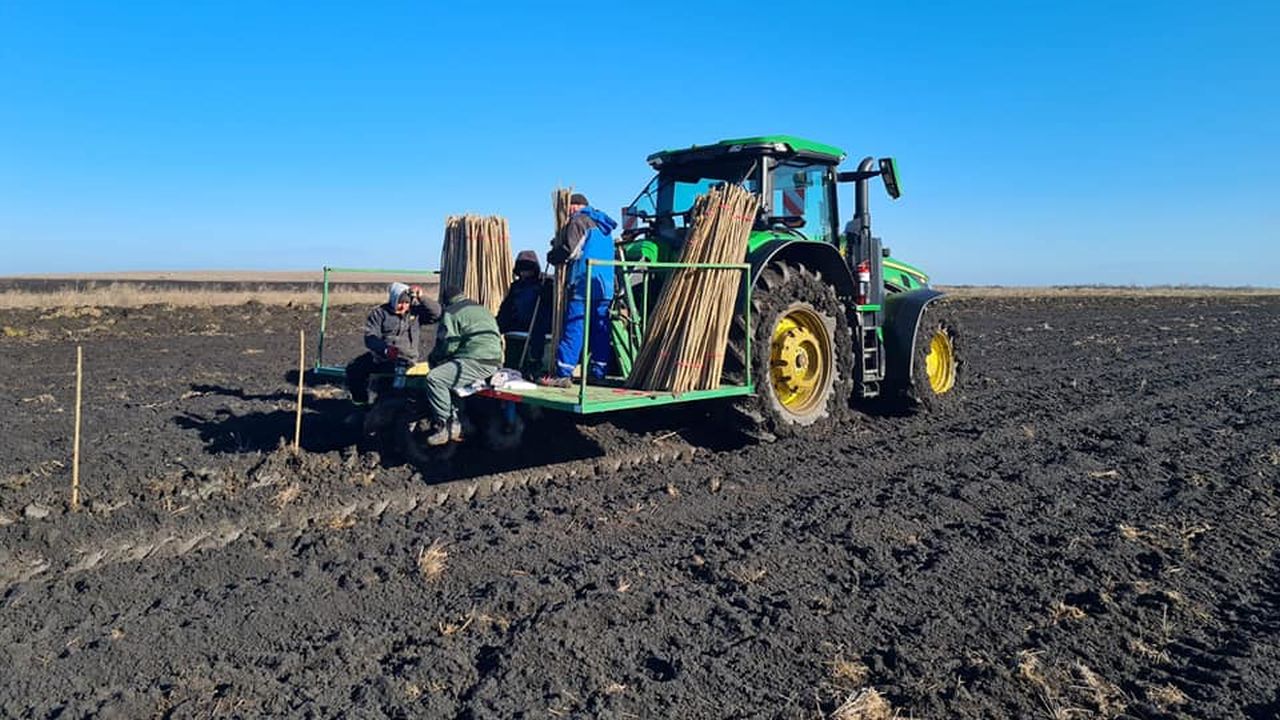 Plopi energetici pentru perdele forestiere cu producție biomasă