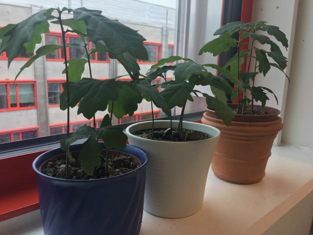 În natură, doar una din 10.000 de ghinde ajunge stejar. Dar putem ajuta!