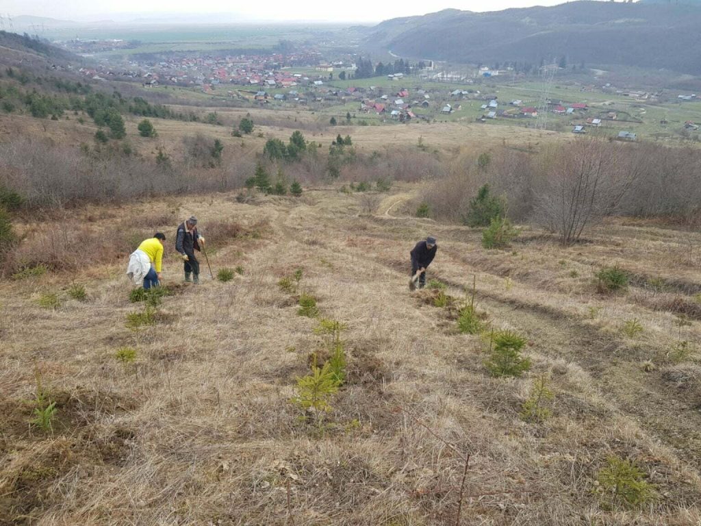 500 de milioane de euro pentru împăduriri în România, aprobate de ...