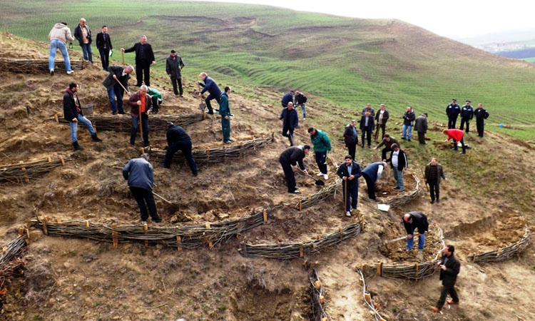 Bilanț. Romsilva a plantat 19,4 milioane de puieți forestieri în ...