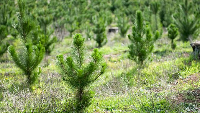 Ghidul de finanțare a împăduririlor prin PNRR