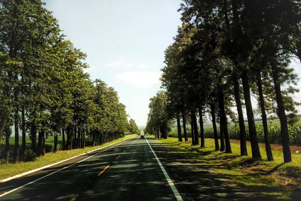 Perdele forestiere de protecție pe DN 65, în județul Argeș