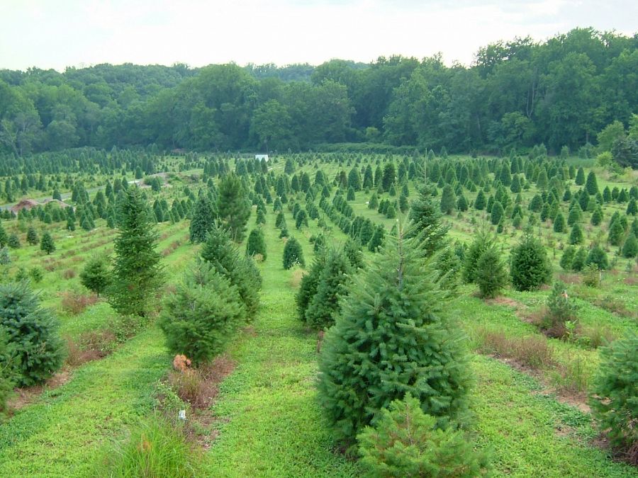 Garda Forestieră – Structuri teritoriale și atribuții privind ...