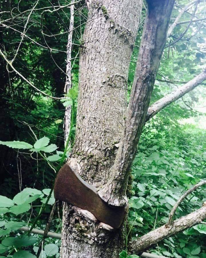 Utilizarea inteligentă a terenurilor înseamnă crearea de perdele ...