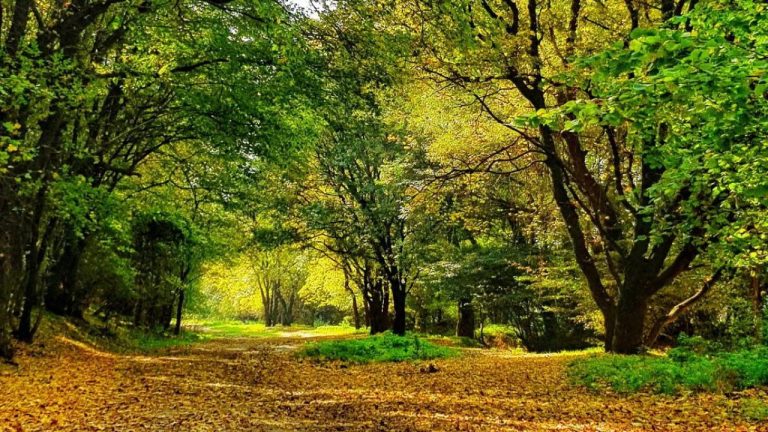Proprietarii de terenuri trebuie să creeze trupuri de pădure de cel ... Proprietarii de terenuri trebuie să creeze trupuri de pădure de cel ...
