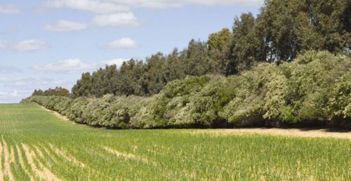 Îndrumări tehnice pentru perdele forestiere. Lățimea perdelelor, specii ...