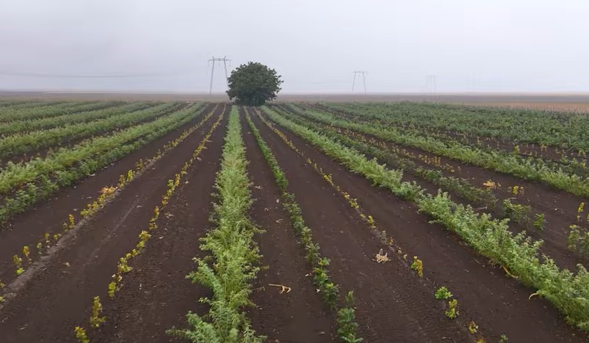 Exemplu de proiect de împădurire de la zero cu fonduri din PNRR al ...